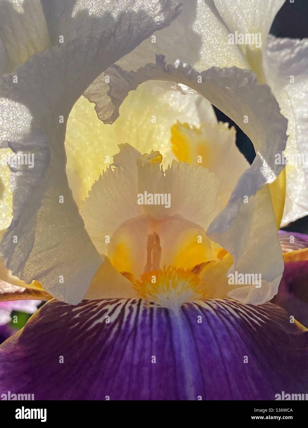 Backlight iris hi-res stock photography and images - Alamy