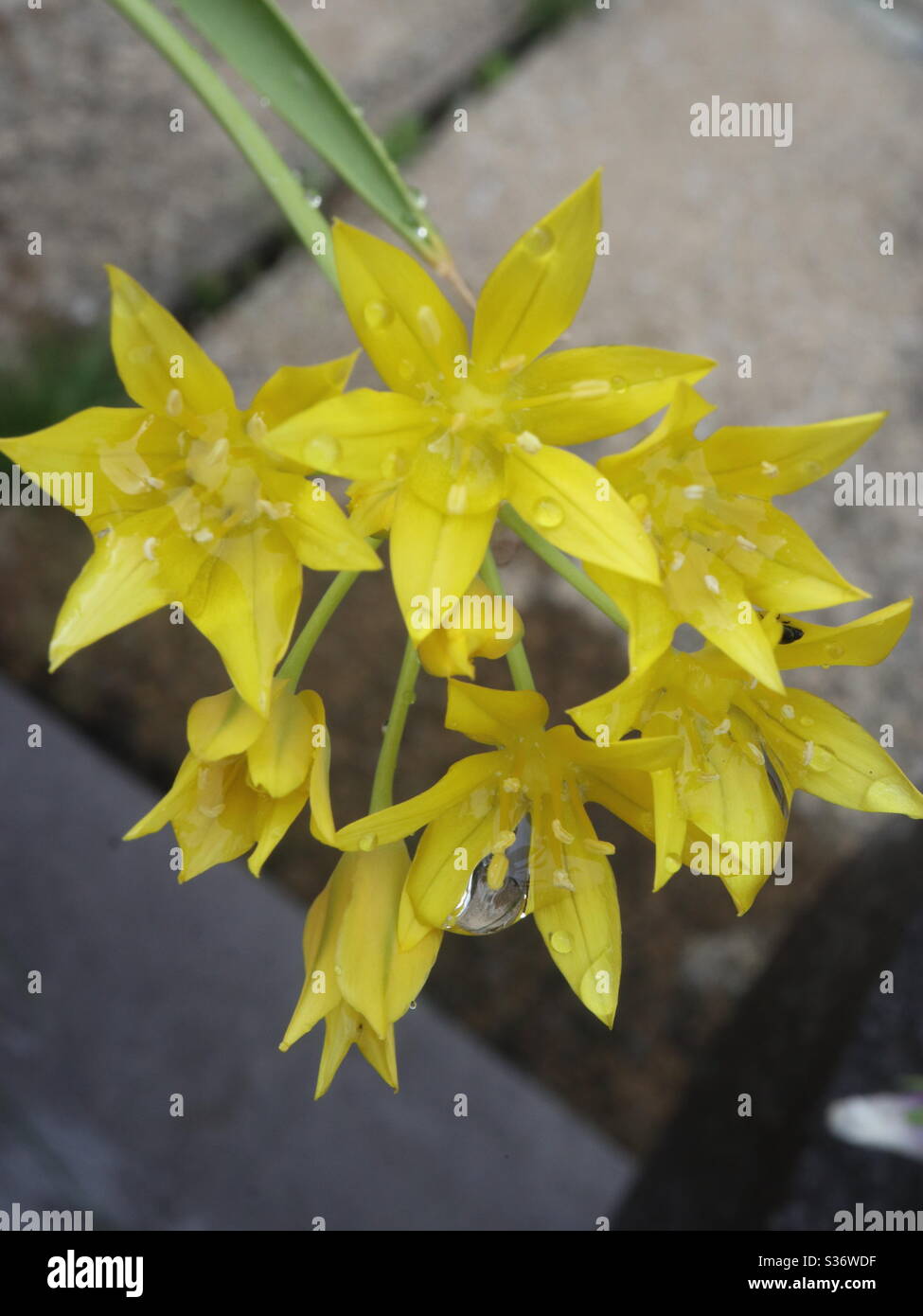 Lilly Leek in flower with raindrops Stock Photo - Alamy