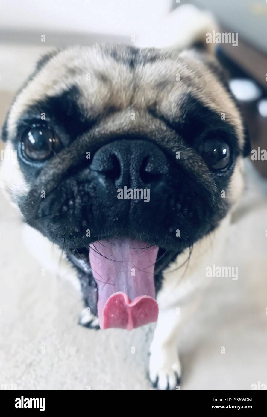 Crazy pug hi-res stock photography and images - Alamy