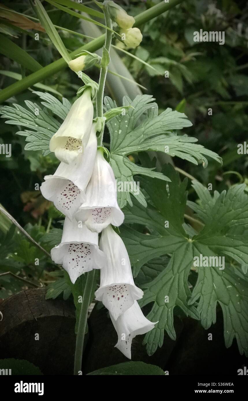 Digitalis alba hi-res stock photography and images - Alamy