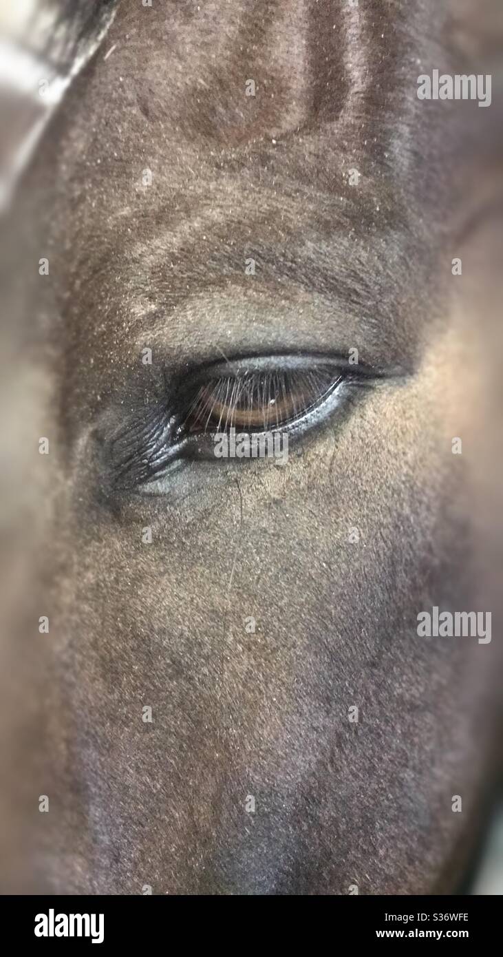 Relaxed horse hi-res stock photography and images - Alamy