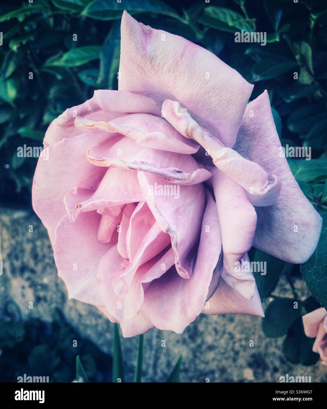 Dusky pink rose hi-res stock photography and images - Alamy