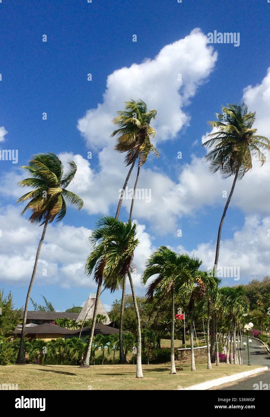 Waving palm trees hi-res stock photography and images - Alamy