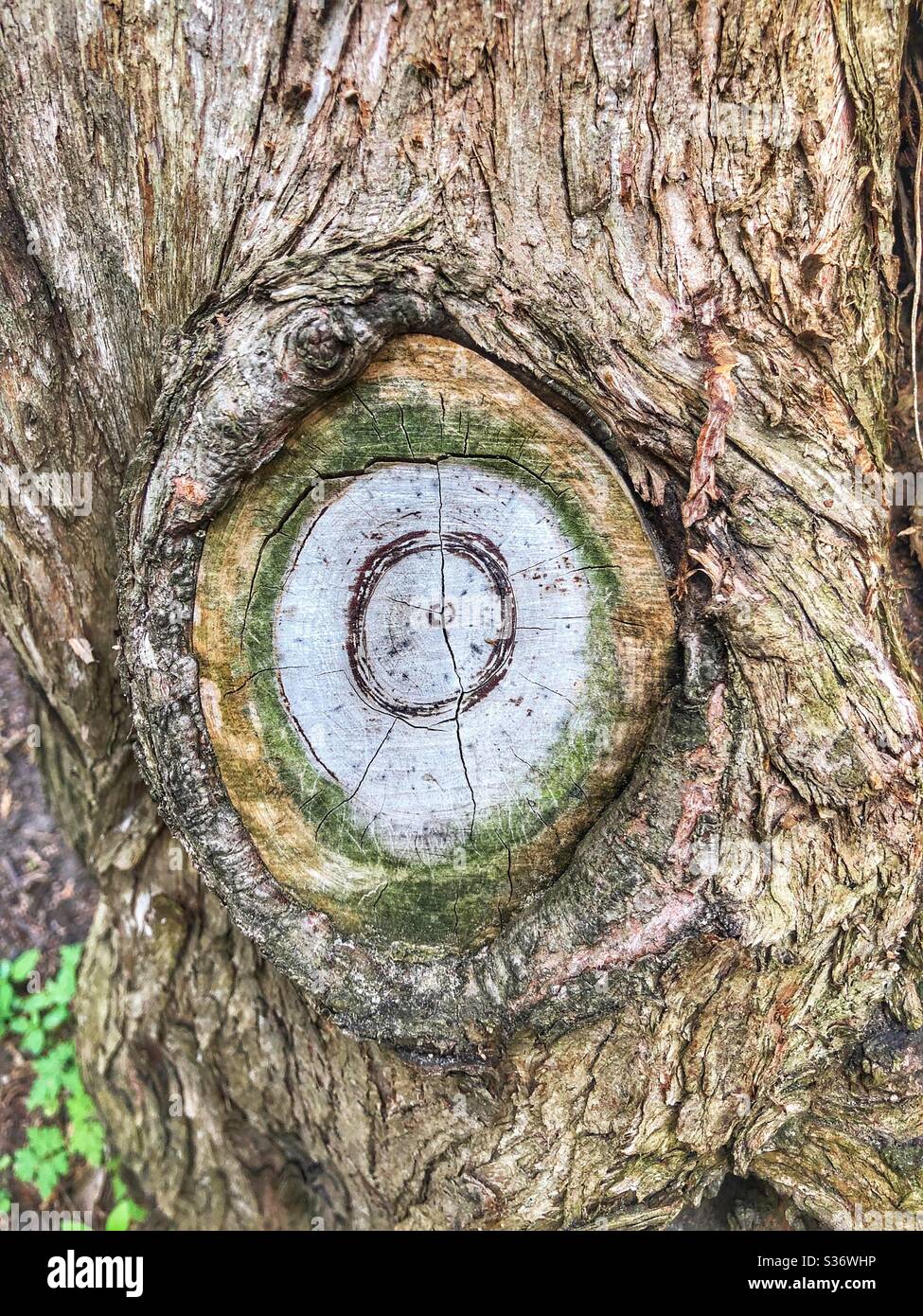 The layers of an ancient tree Stock Photo - Alamy