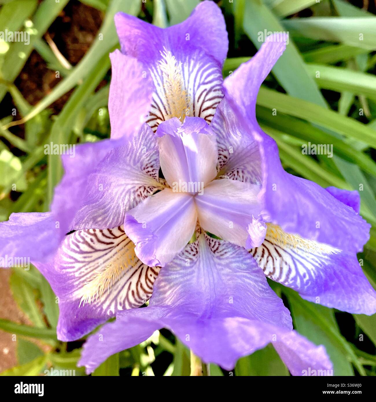 Fleur De Lis Flower High Resolution Stock Photography and Images - Alamy