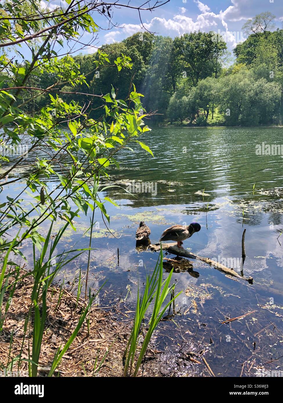 Ducks in the pond Stock Photo - Alamy