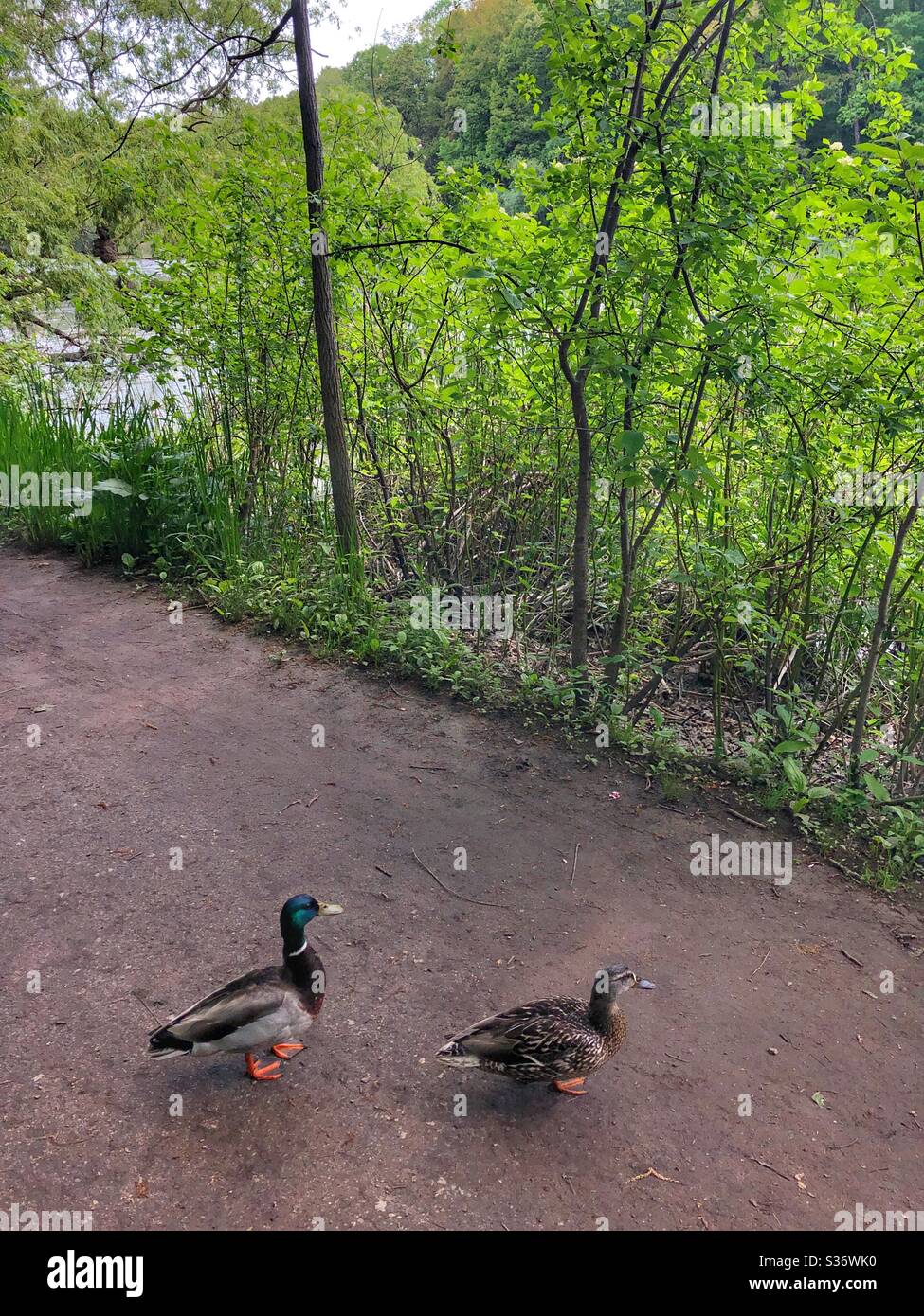 Path sharing hi-res stock photography and images - Alamy