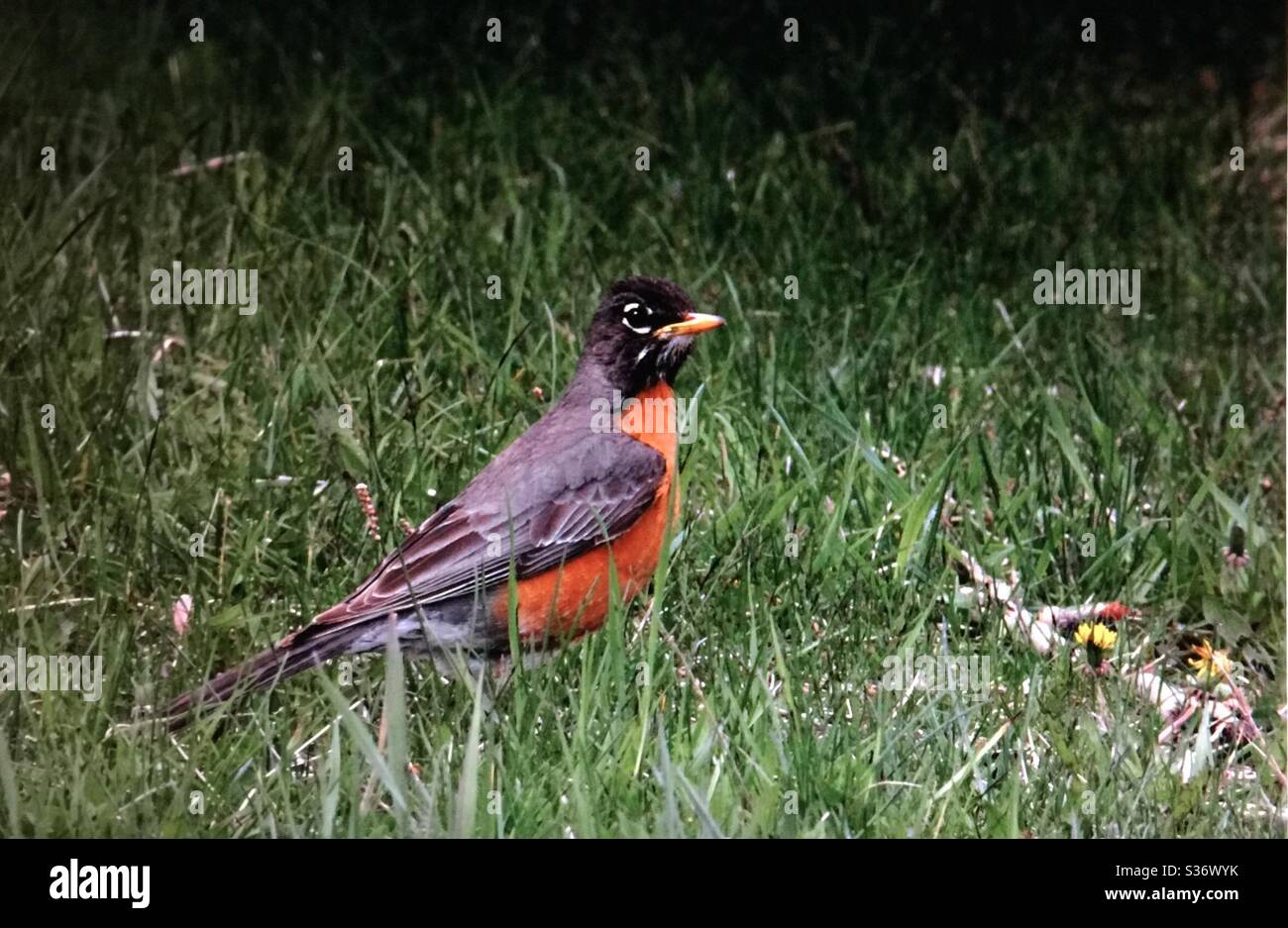 Birds of North America, American robin Stock Photo - Alamy