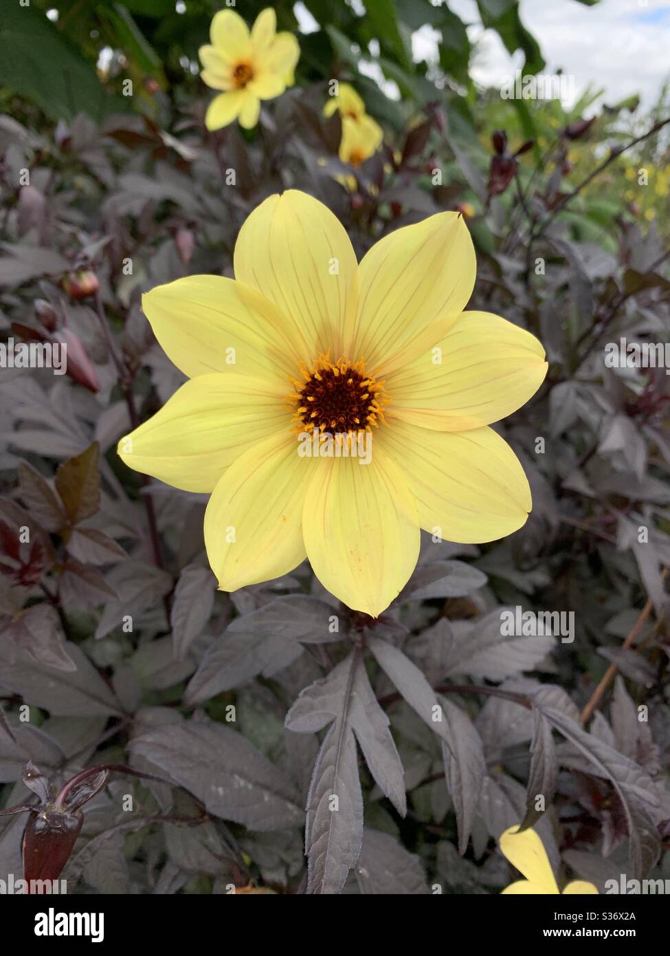Dahlia are RHS Wisley Stock Photo - Alamy