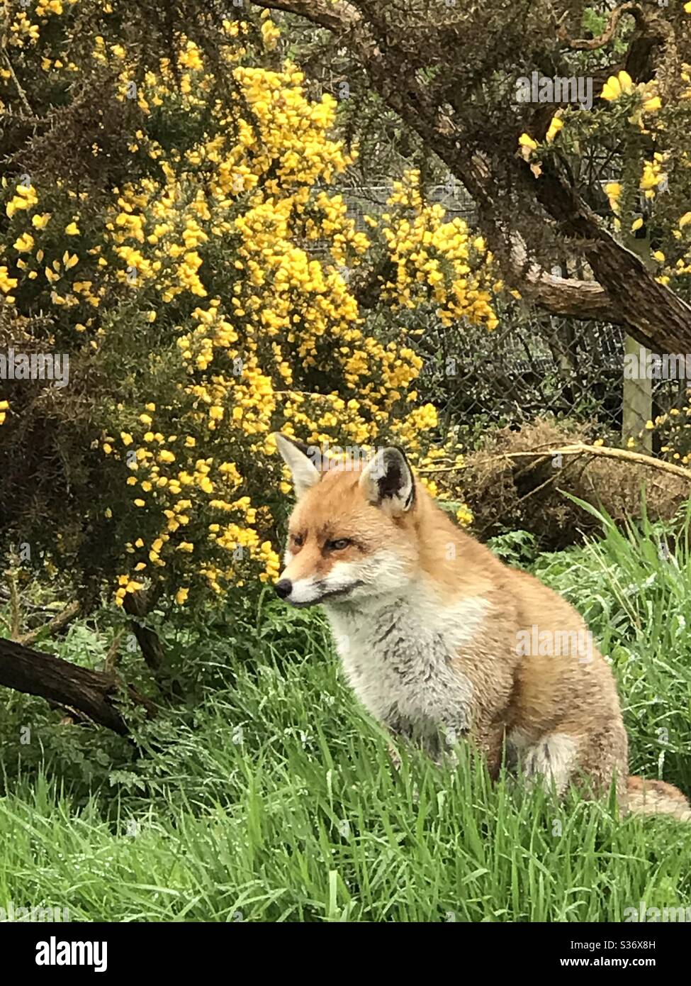 Fox, British Wildlife Centre Stock Photo - Alamy Fox, British Wildlife Centre Stock Photo - Alamy