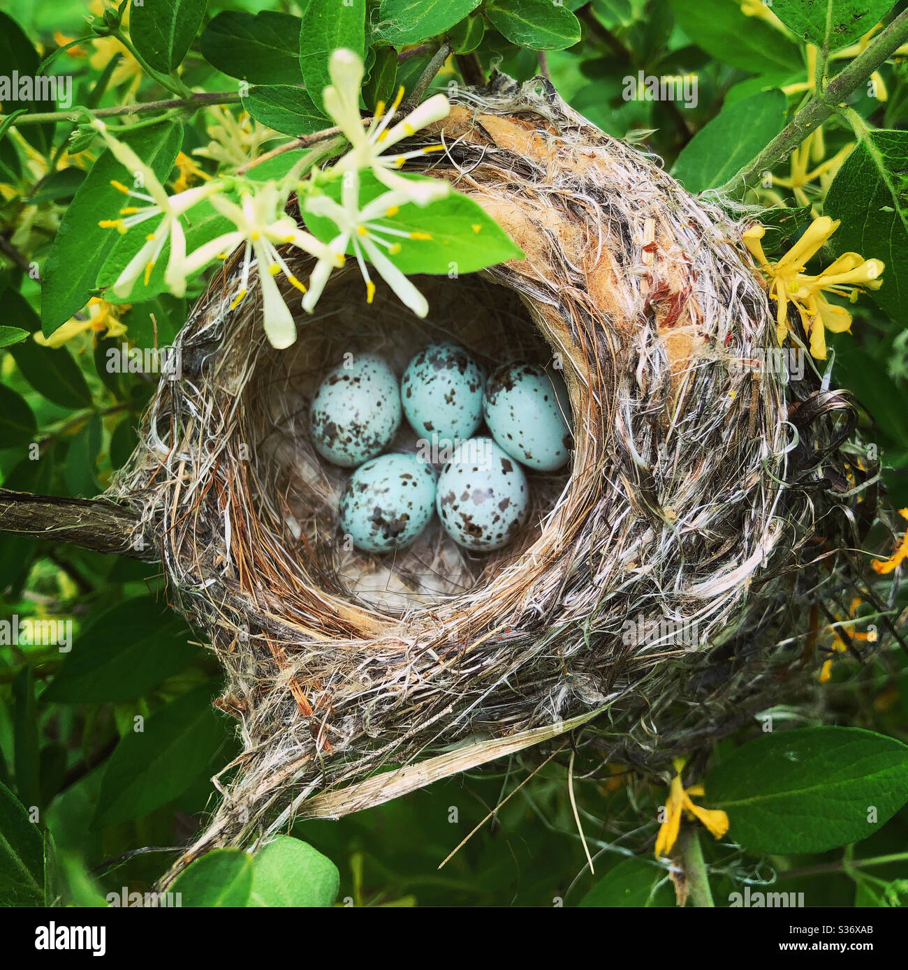Warbler nest hi-res stock photography and images - Alamy