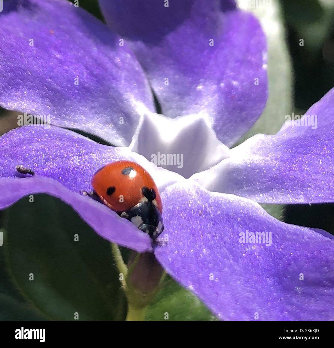 Ladybird close up hi-res stock photography and images - Alamy