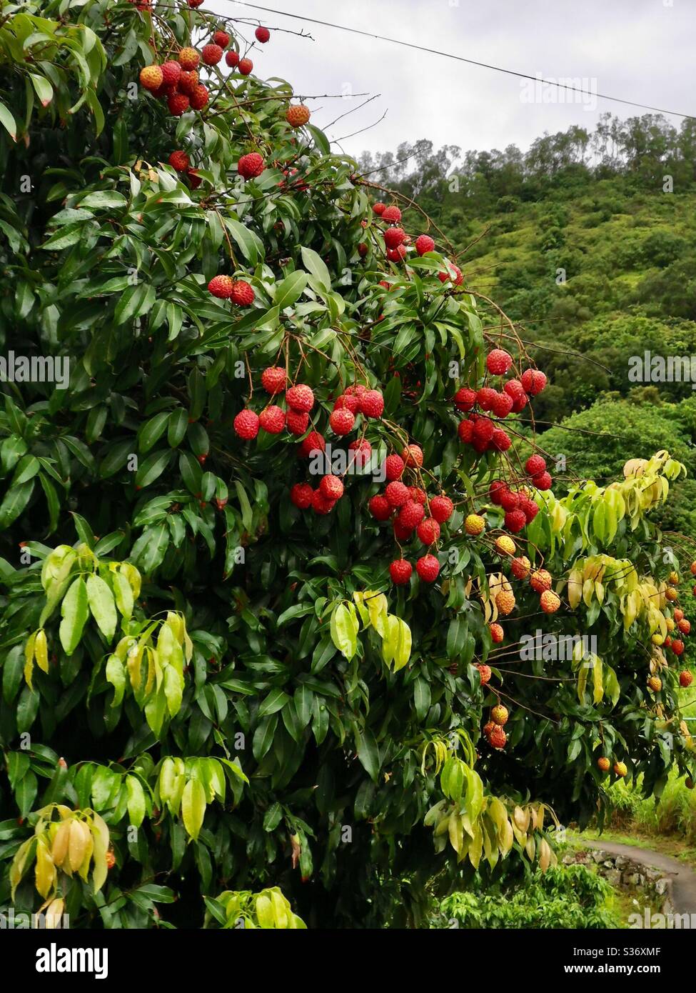 A Lychee tree with fruits in Hong Kong Stock Photo - Alamy