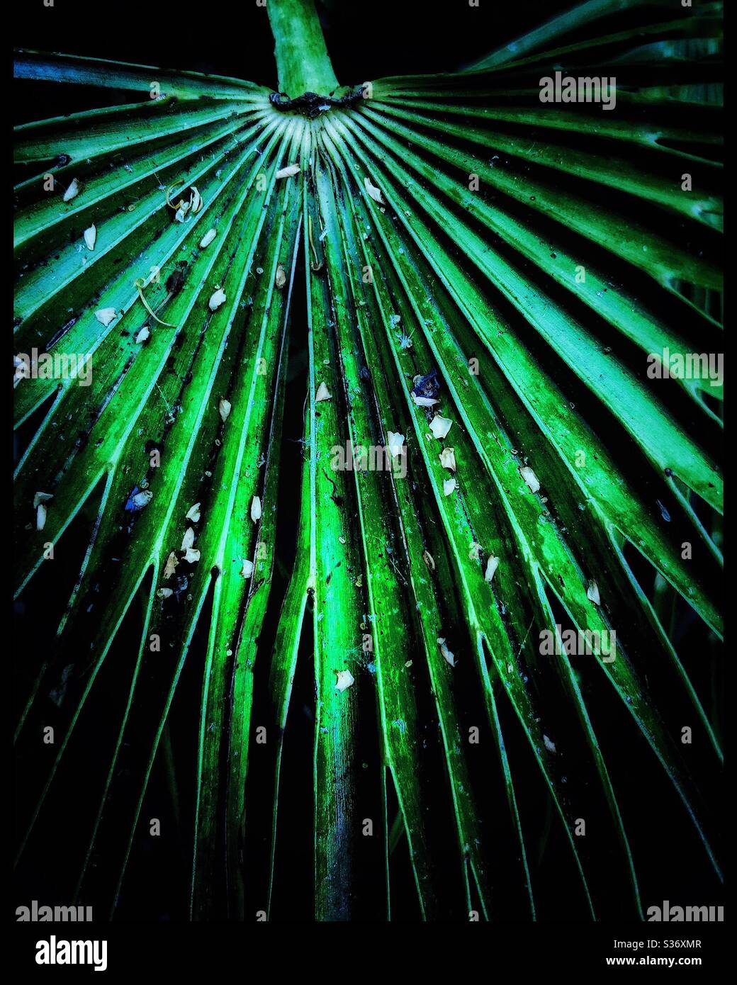 Repetition leaf hi-res stock photography and images - Alamy