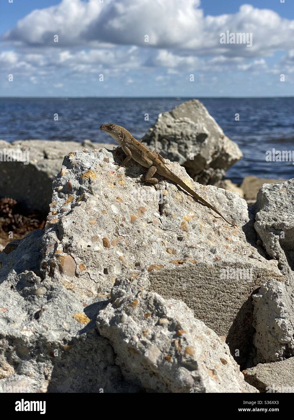 Lizard bay hi-res stock photography and images - Alamy