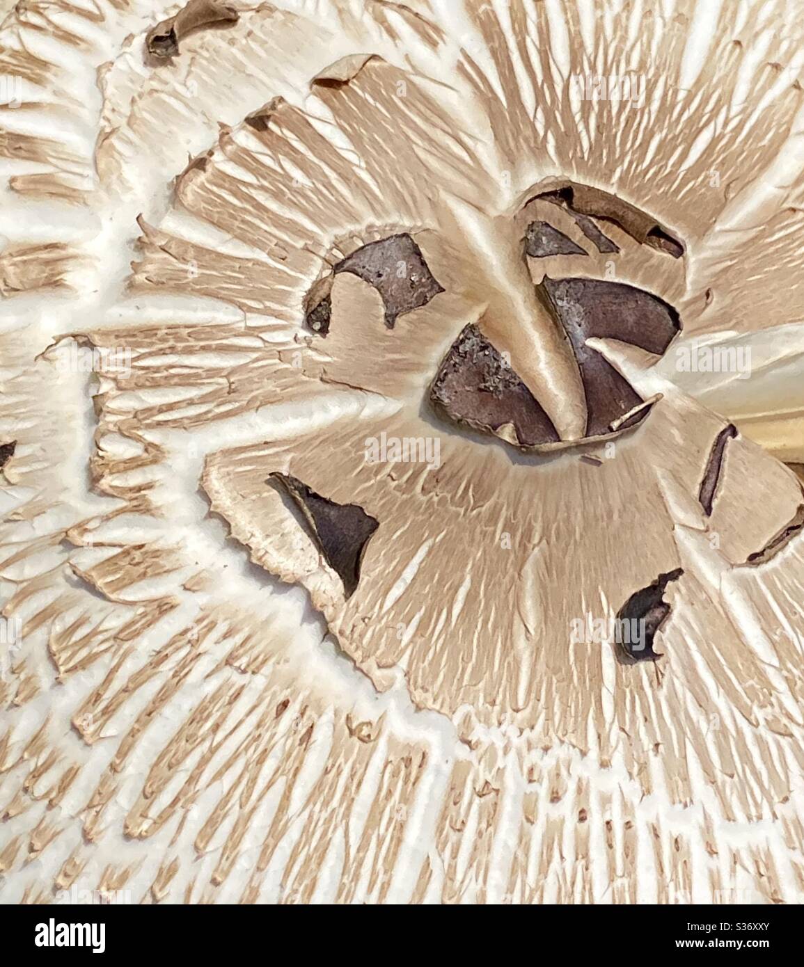 Mushroom patterns hi-res stock photography and images - Alamy