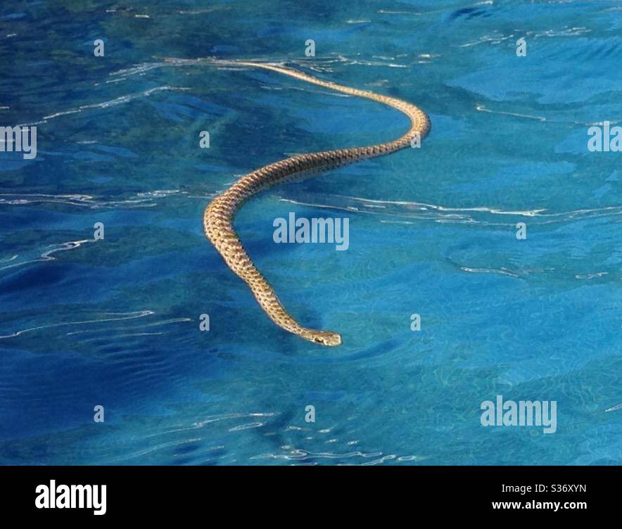 Swimming snake hi-res stock photography and images - Alamy
