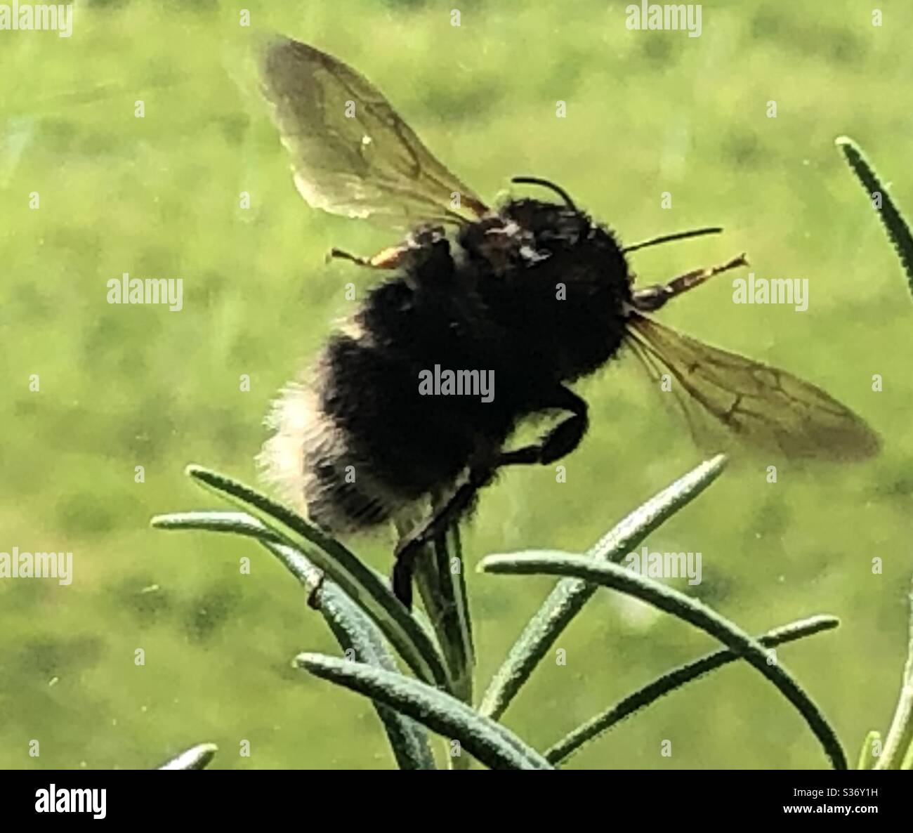 Flying bee hi-res stock photography and images - Alamy
