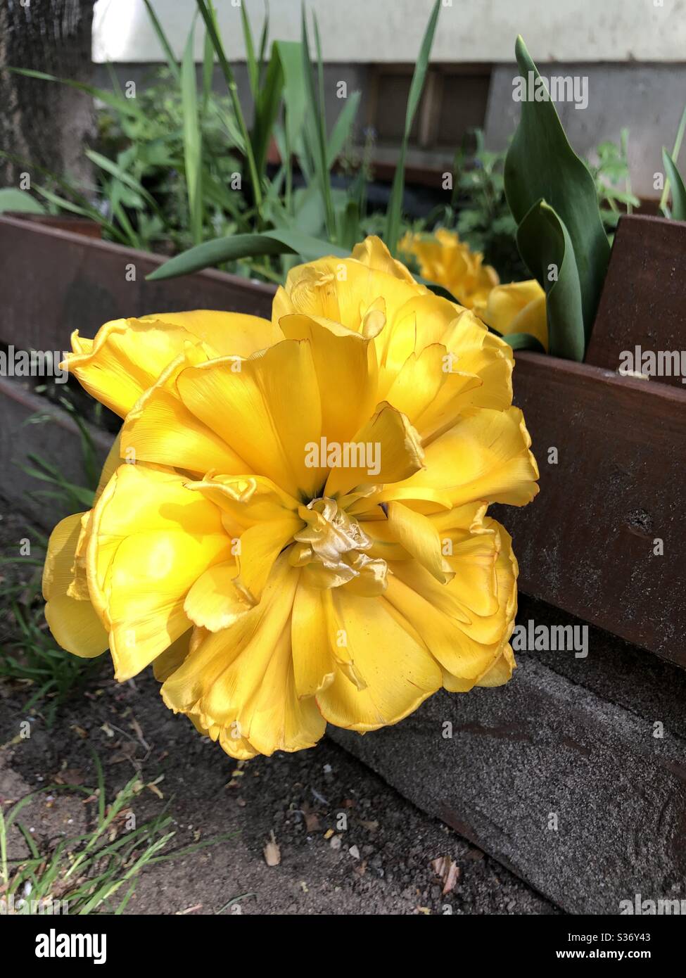 Gold blume hi-res stock photography and images - Alamy