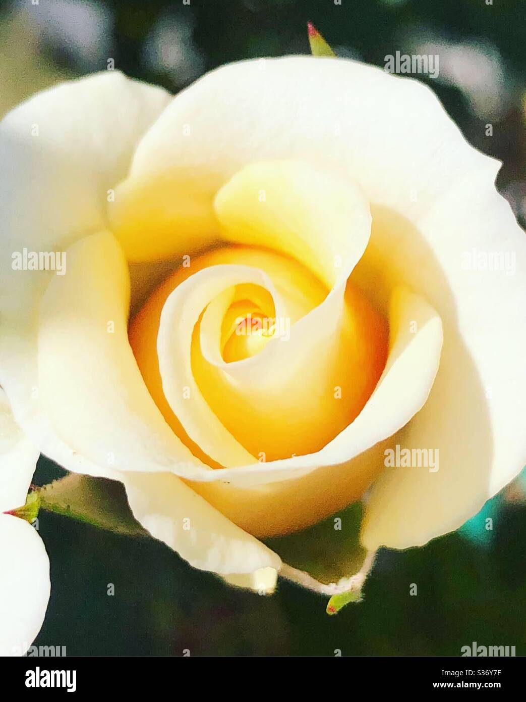 A budding yellow and white baby rose Stock Photo - Alamy