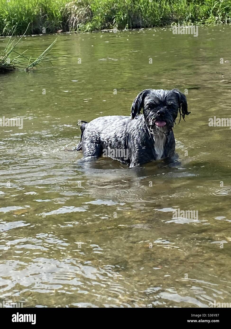 Wet dog hi-res stock photography and images - Alamy
