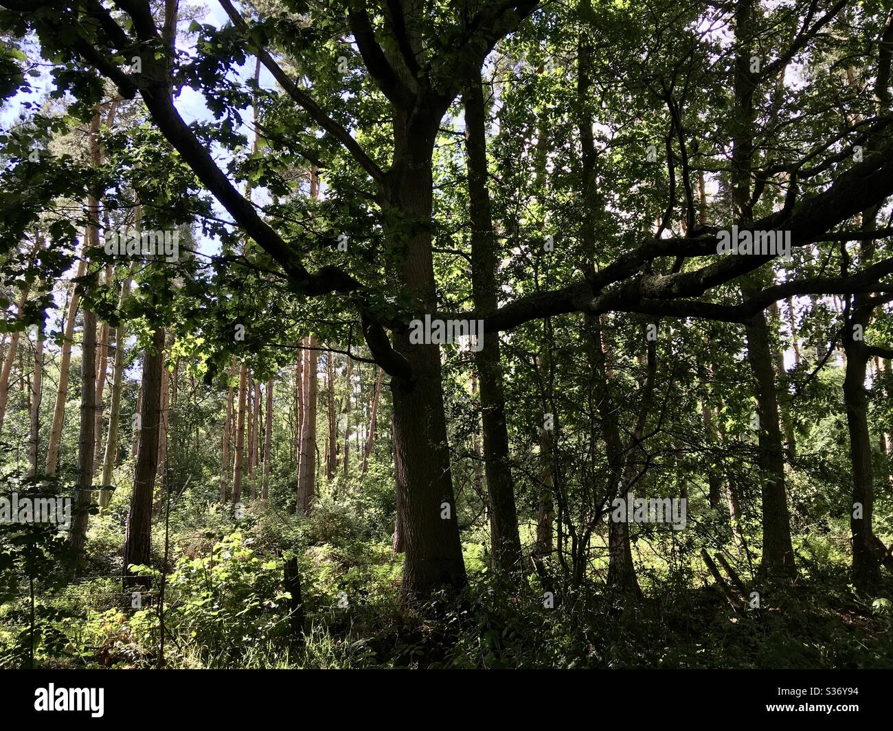 Needwood forest hi-res stock photography and images - Alamy