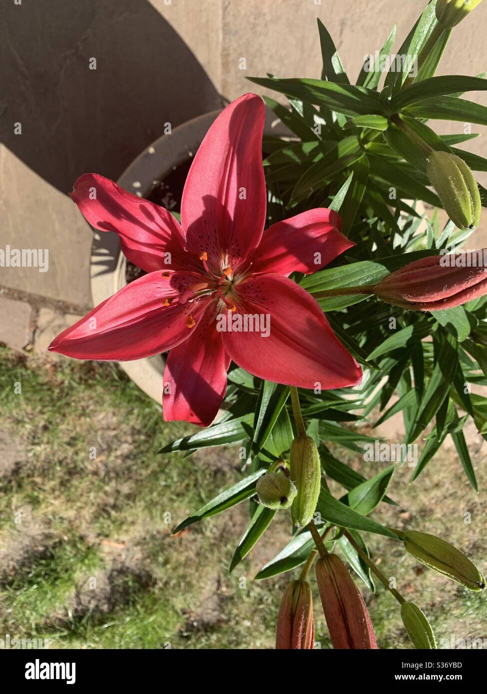 New bloom hi-res stock photography and images - Alamy