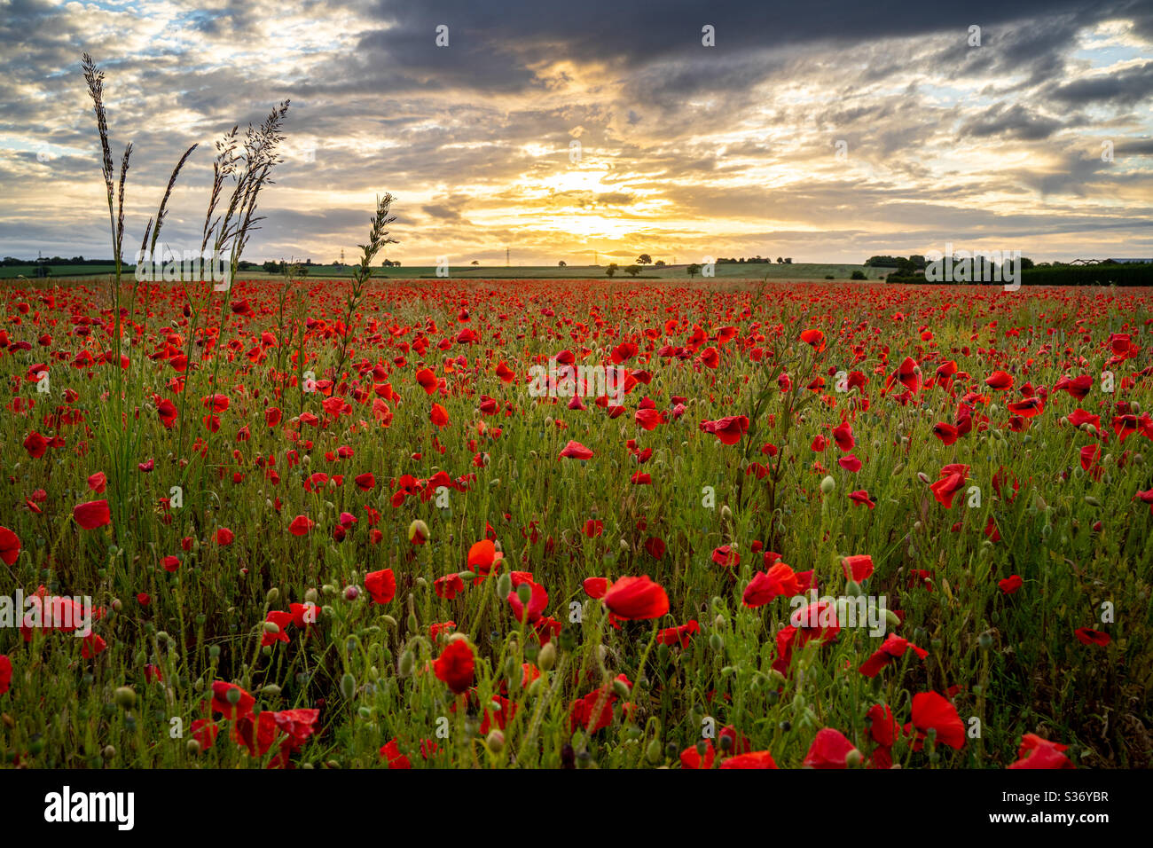 Poppy field at sunrise hi-res stock photography and images - Alamy