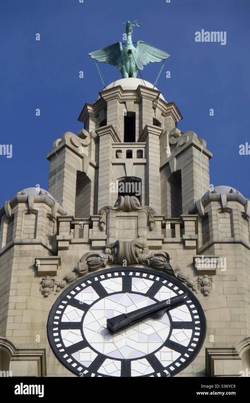 Liver bird on top of royal liver building liverpool hi-res stock ...