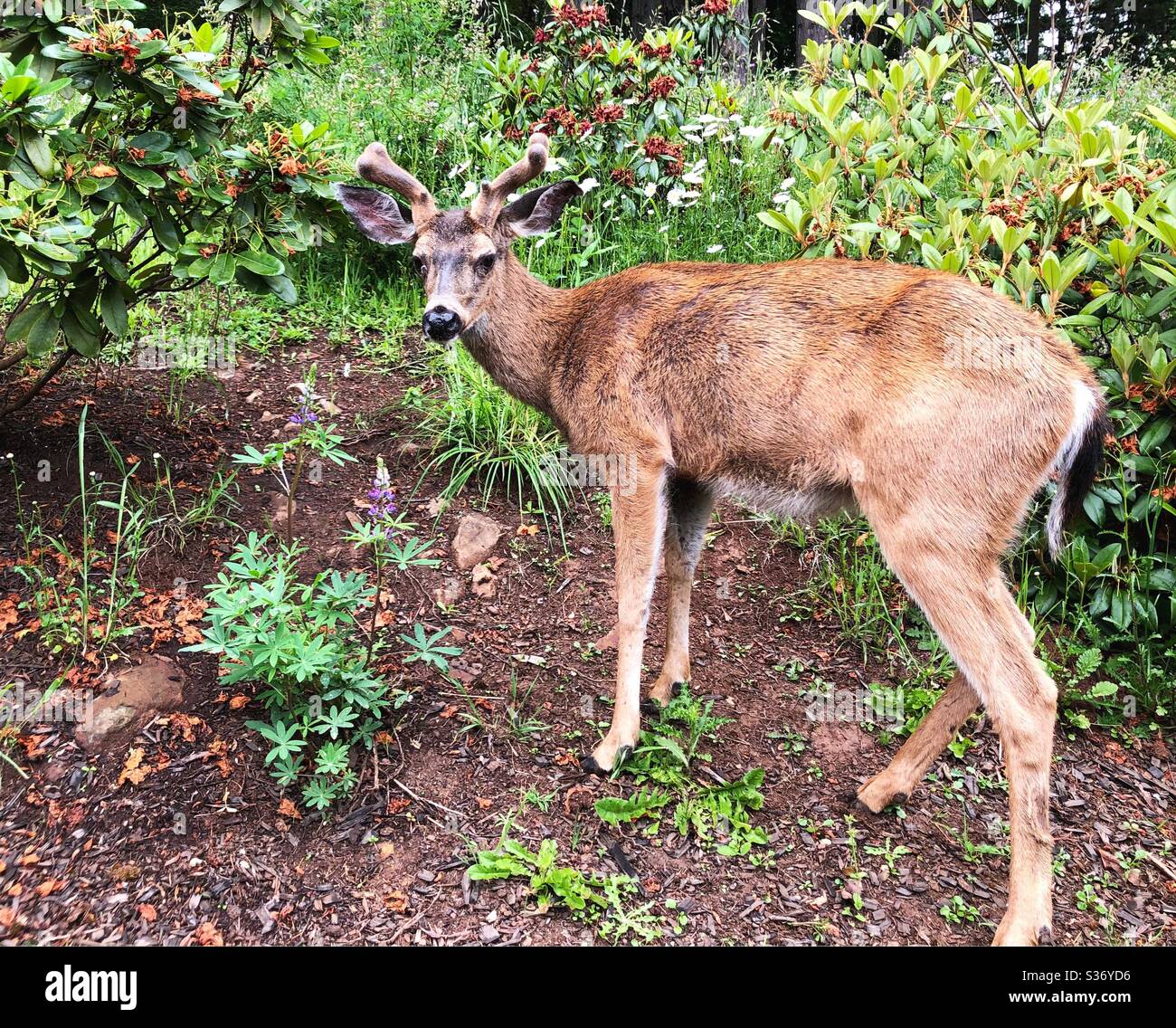 Blacktail deer antlers hi-res stock photography and images - Alamy