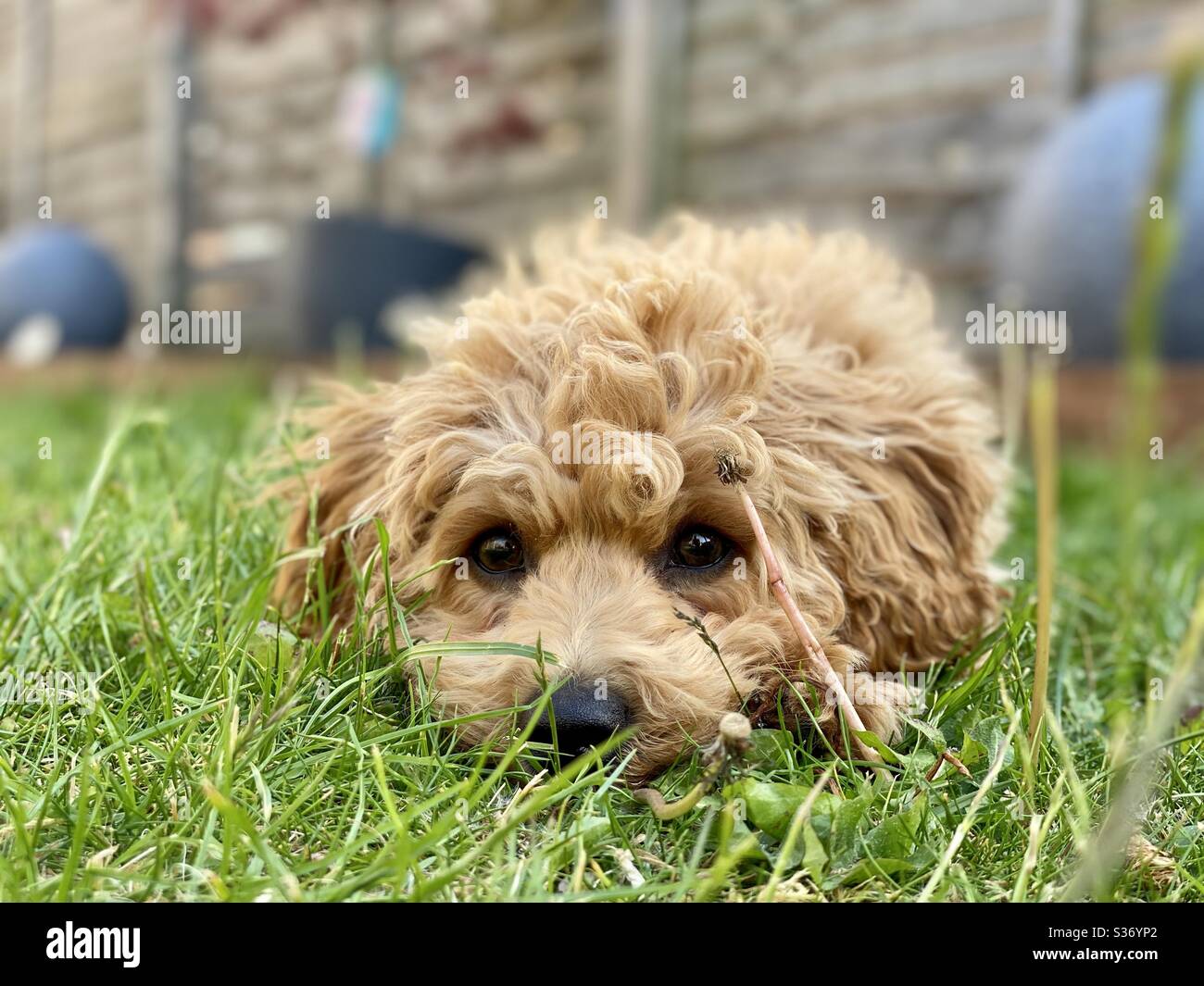 Poochon hi-res stock photography and images - Alamy