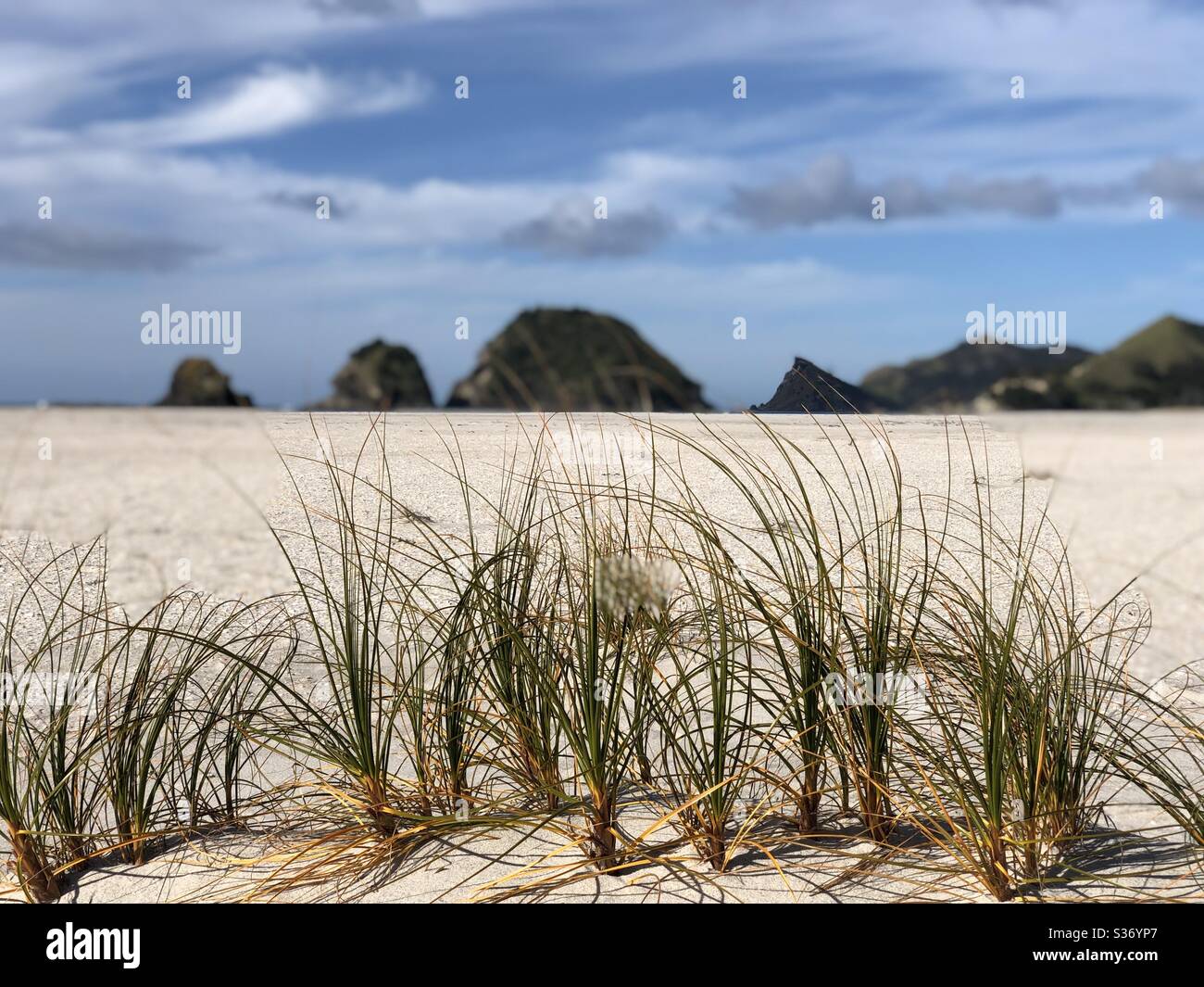 Grasses in white sand hi-res stock photography and images - Alamy