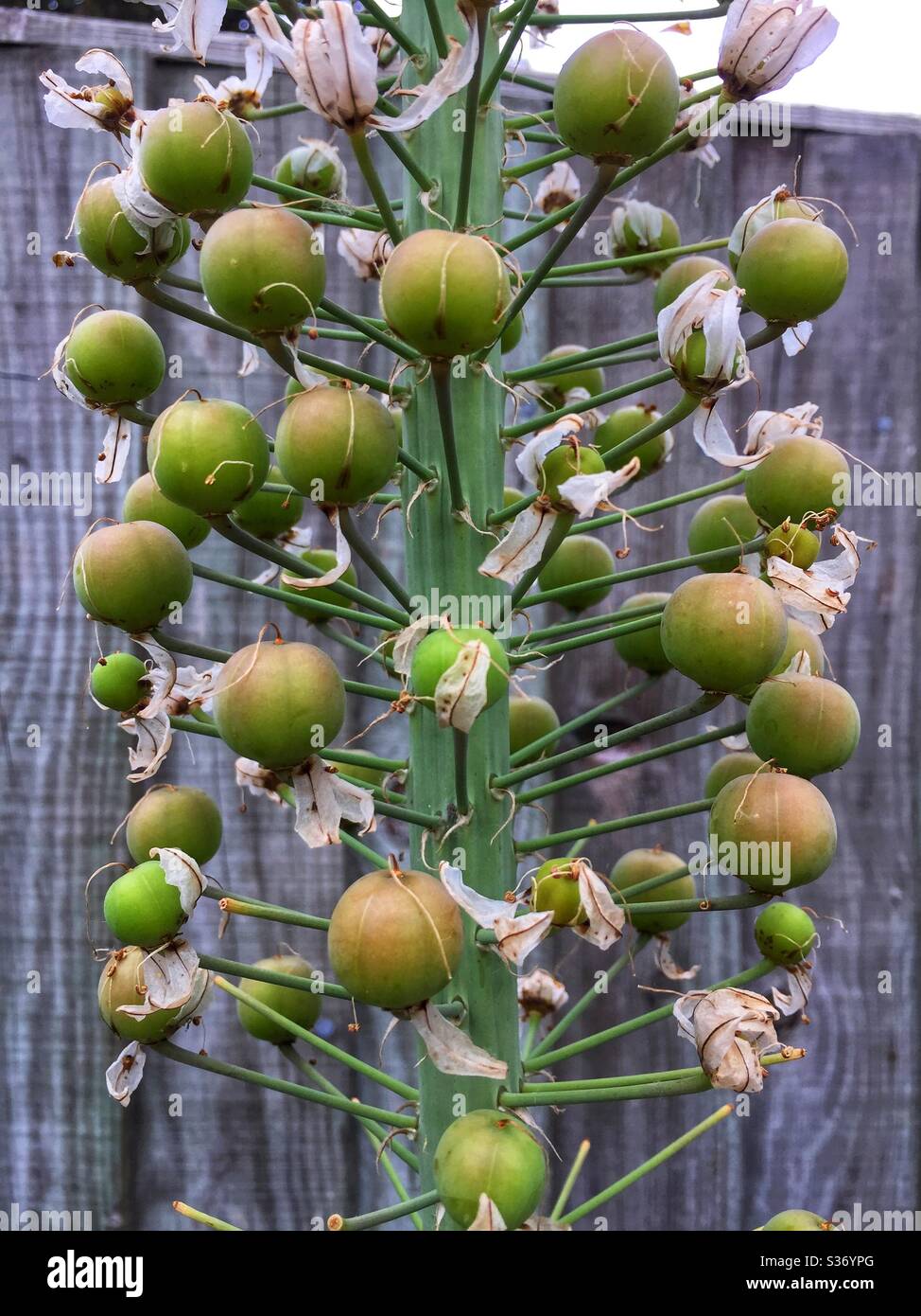 Lily seeds hi-res stock photography and images - Alamy