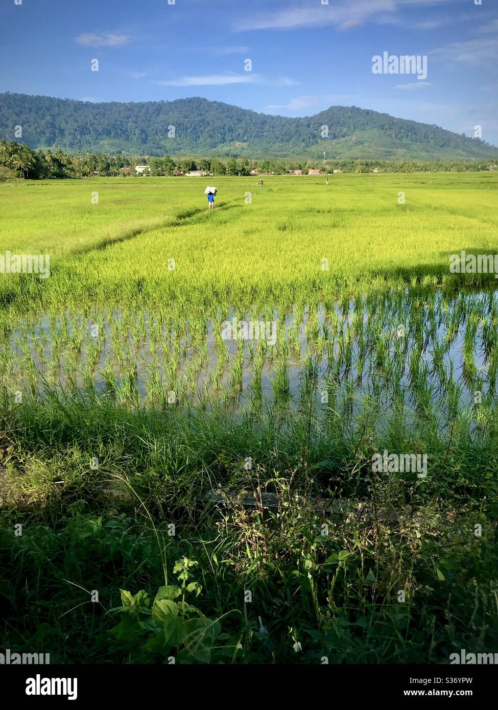 Malaysia Rice Paddy High Resolution Stock Photography and Images - Alamy