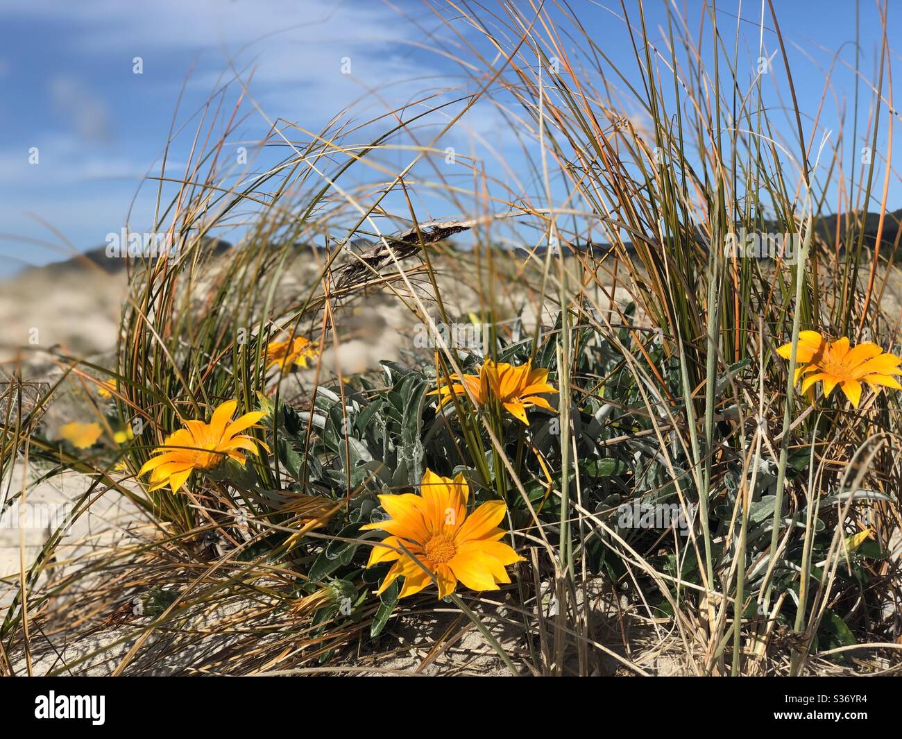 Flowers in sand dunes Stock Photo - Alamy Flowers in sand dunes Stock Photo - Alamy