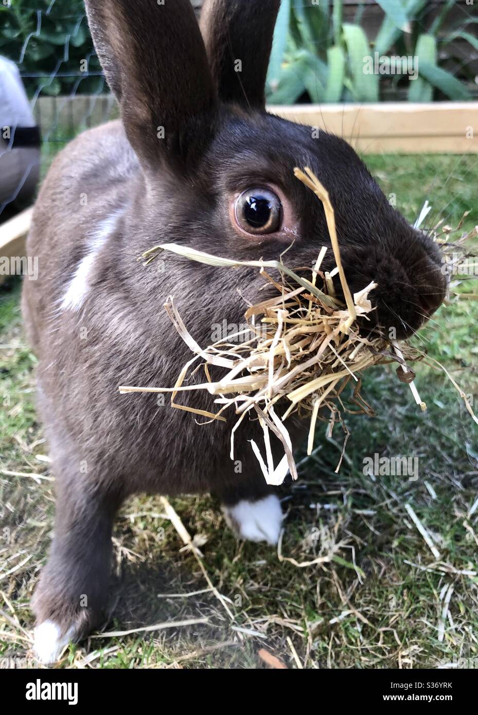 Angry and rabbit hi-res stock photography and images - Alamy