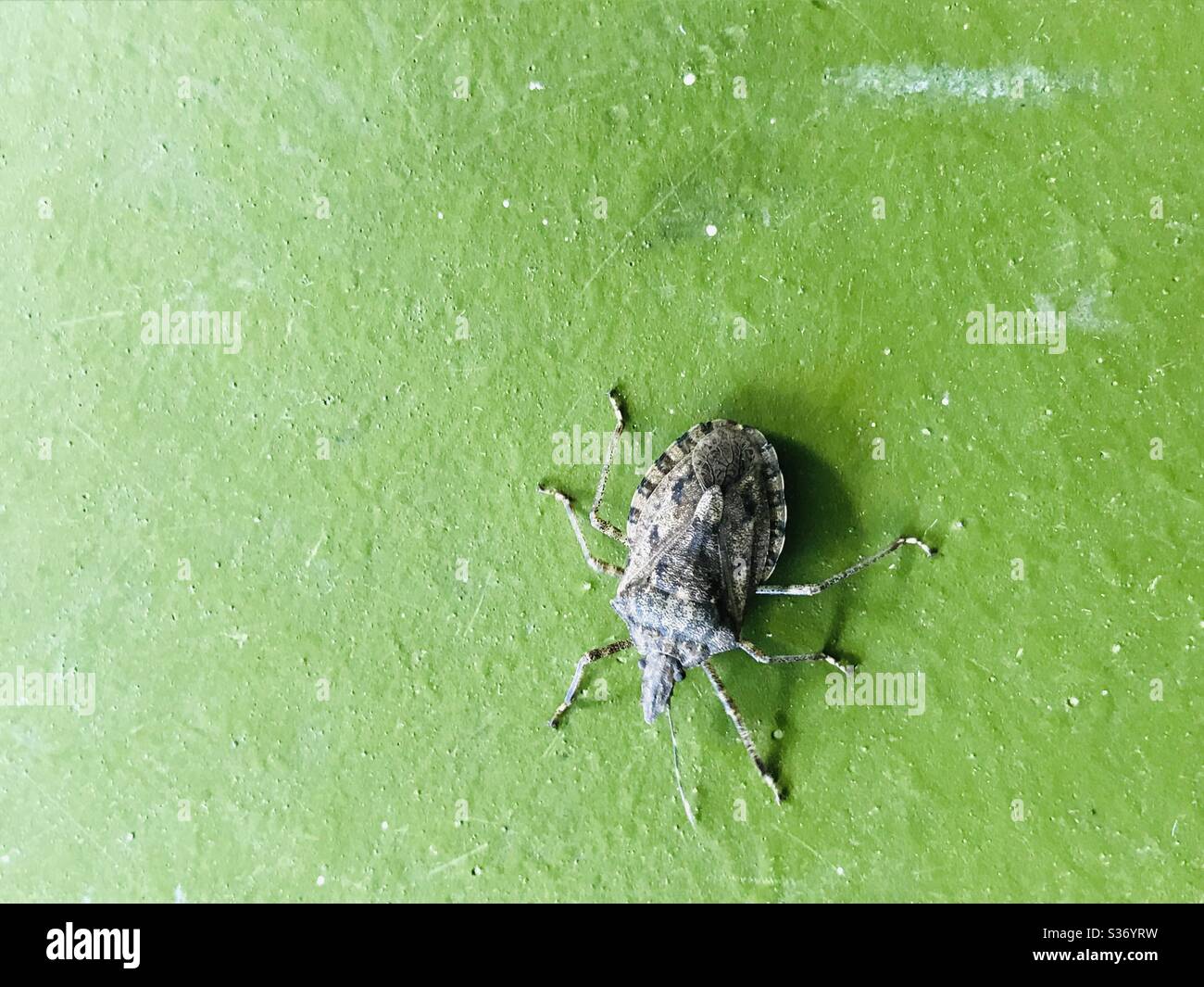 Bug antenna hi-res stock photography and images - Alamy