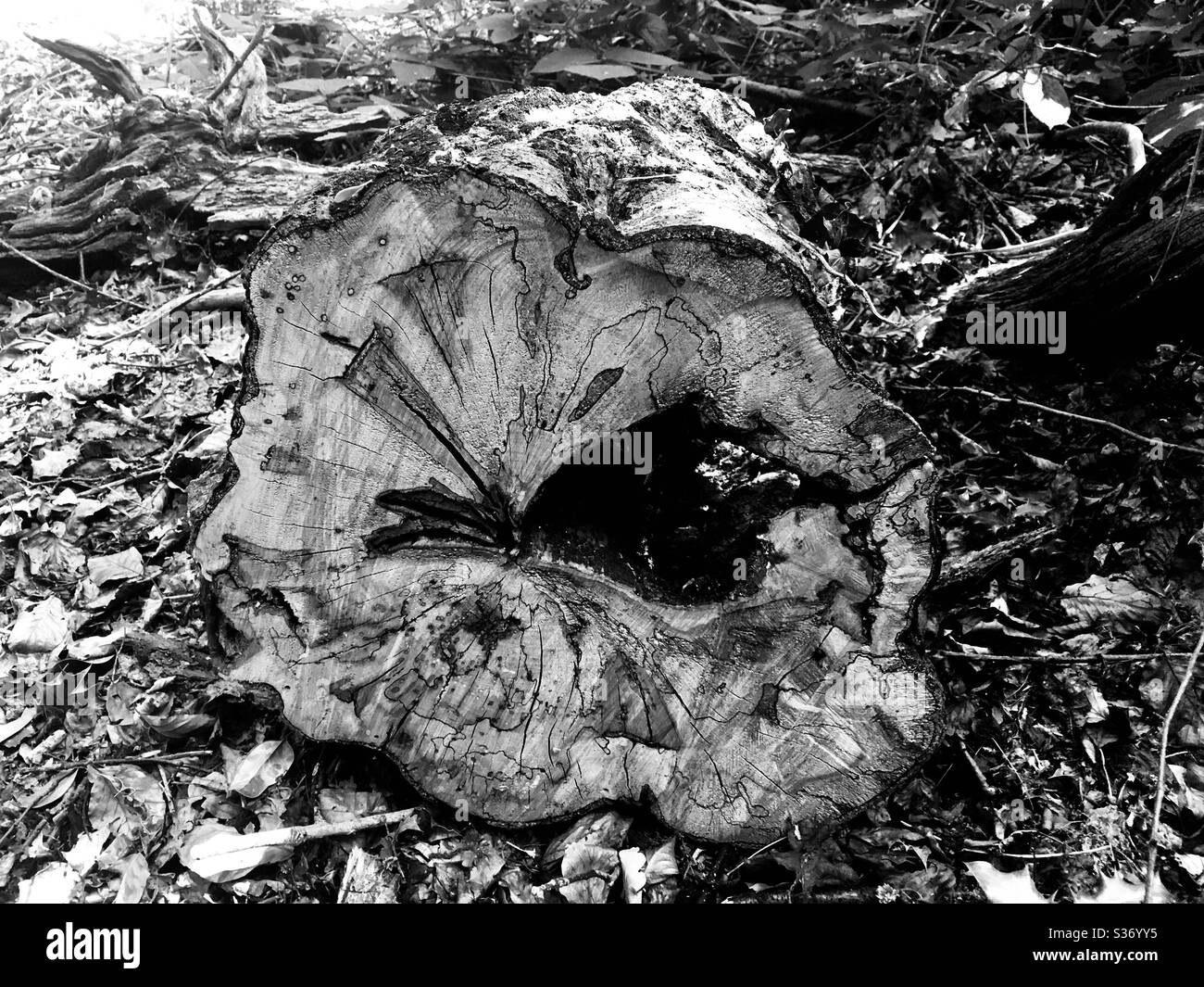Tree trunk in woodland showing cross section of wood Stock Photo - Alamy