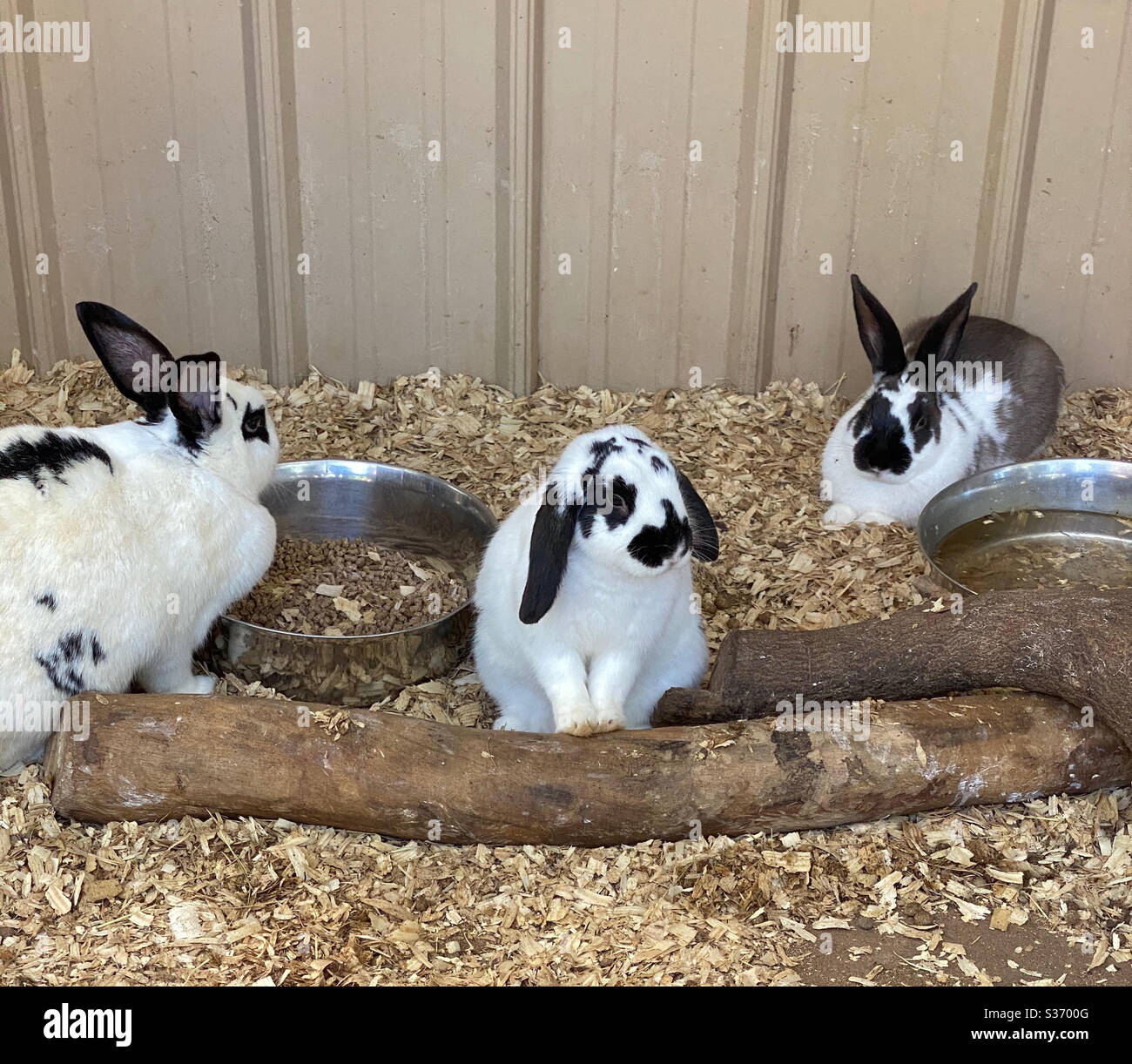 White rabbits hi-res stock photography and images - Alamy