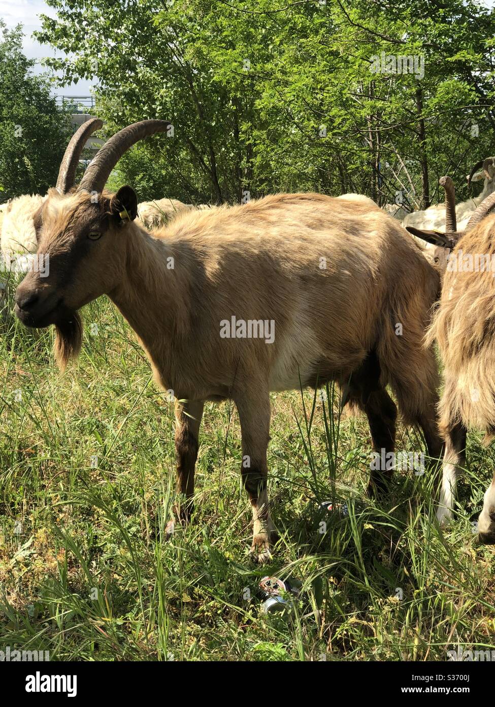 Goat horns hi-res stock photography and images - Alamy