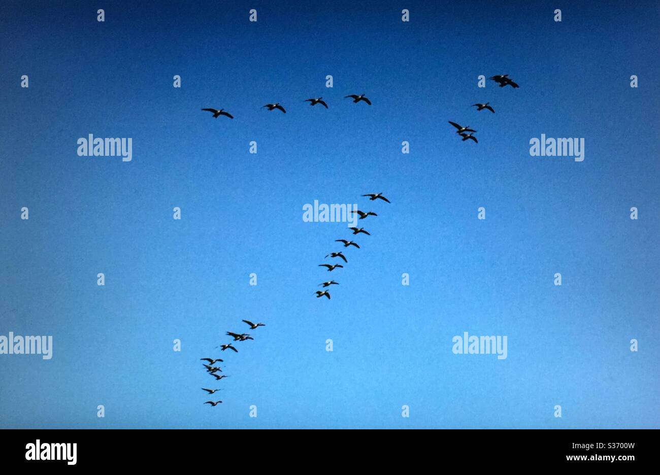 Canada Goose, Branta canadensis, North American birds, honker ...