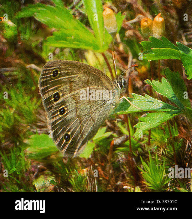 Satyr butterfly hi-res stock photography and images - Alamy