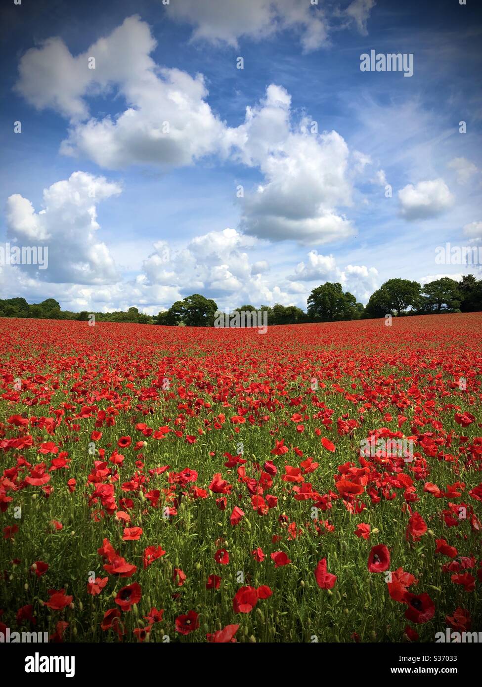 English Poppy High Resolution Stock Photography and Images - Alamy