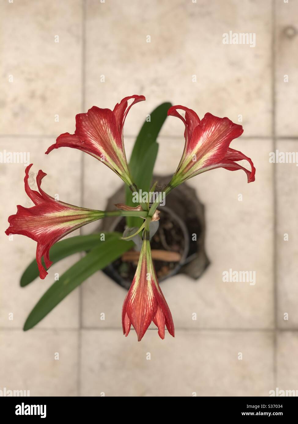 Liliales hi-res stock photography and images - Alamy