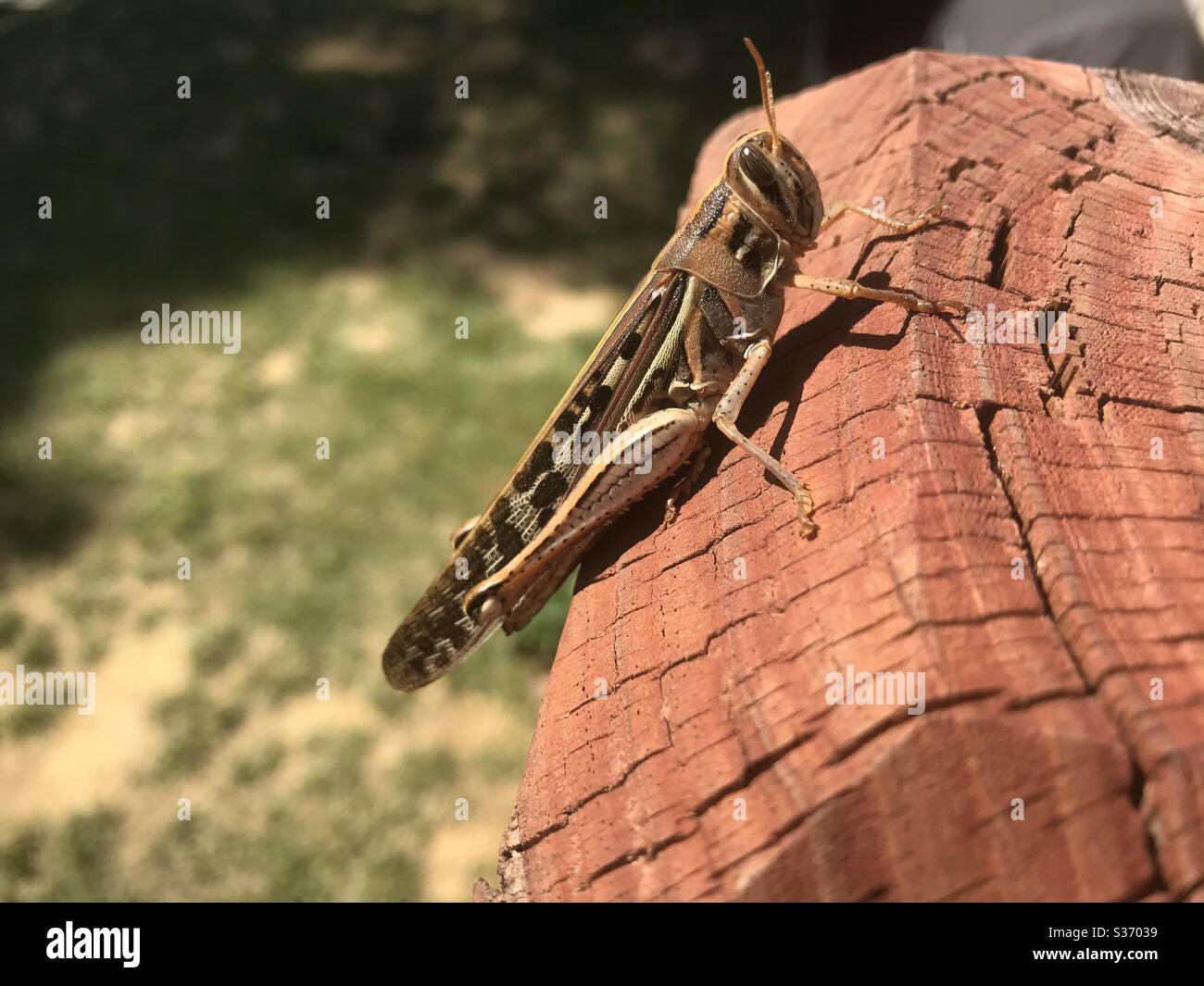Spring bugs hi-res stock photography and images - Alamy