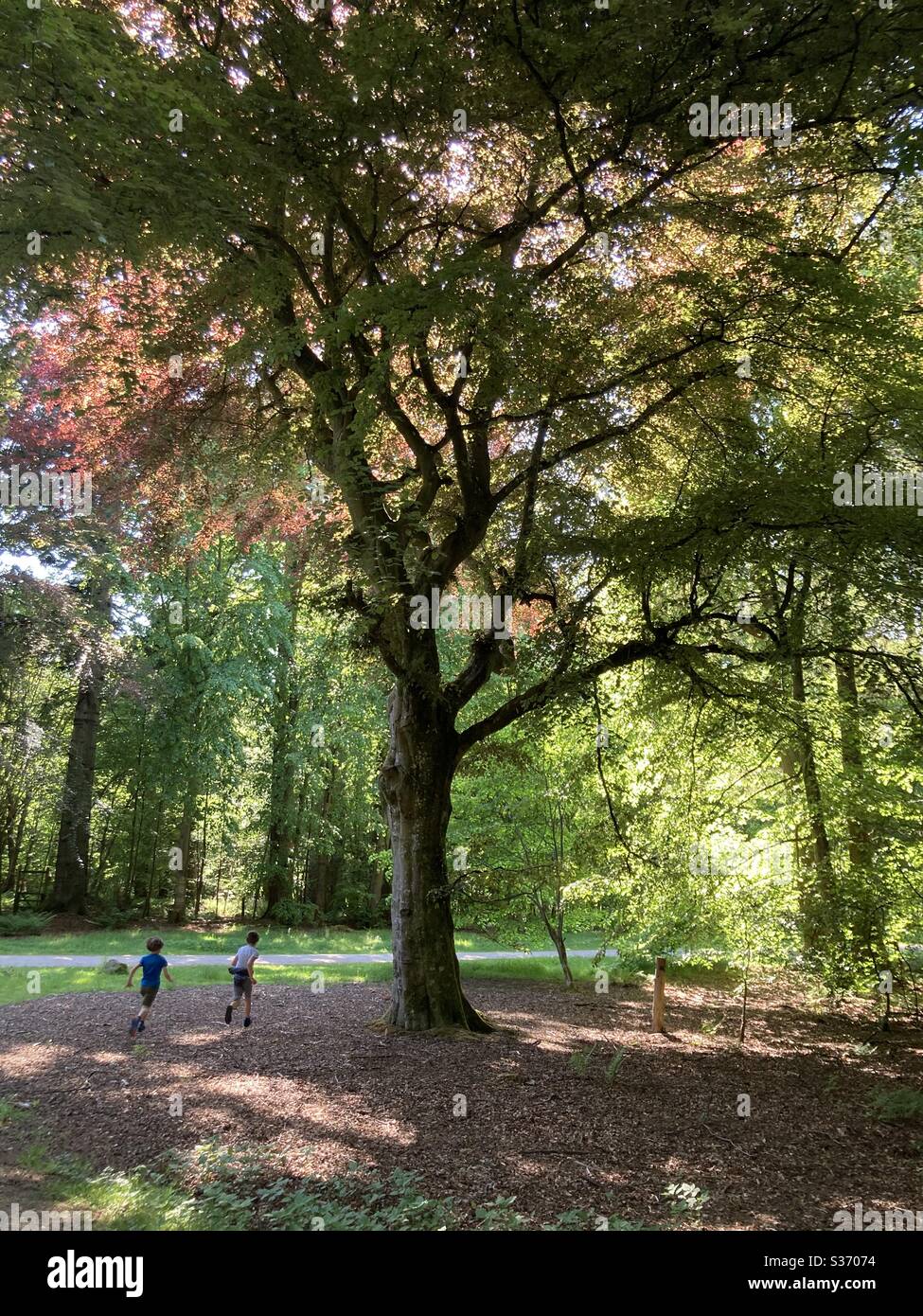 Children run under a huge tree Stock Photo - Alamy