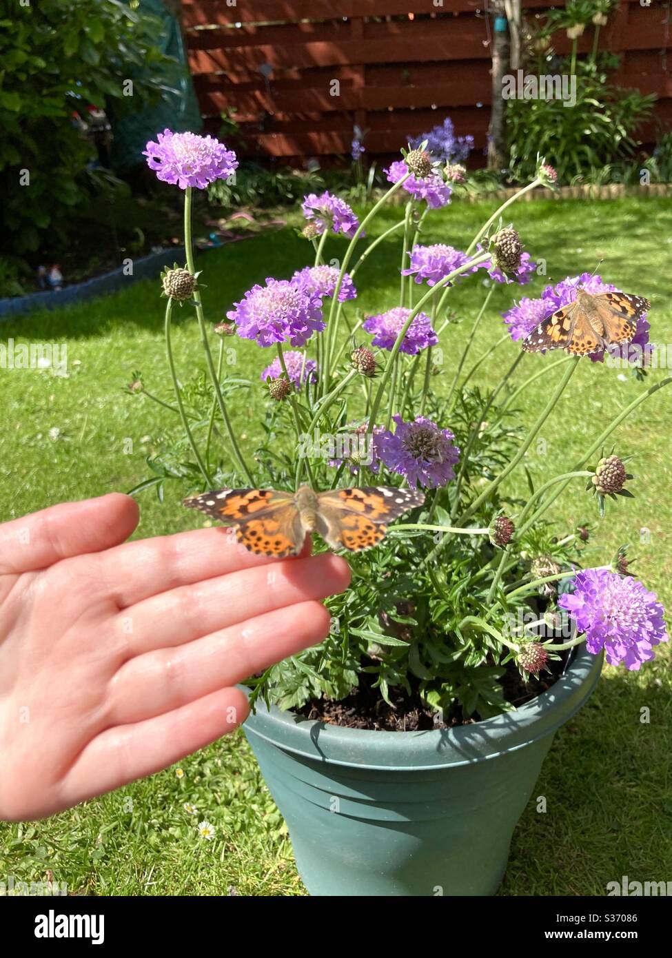 Monarch release hi-res stock photography and images - Alamy