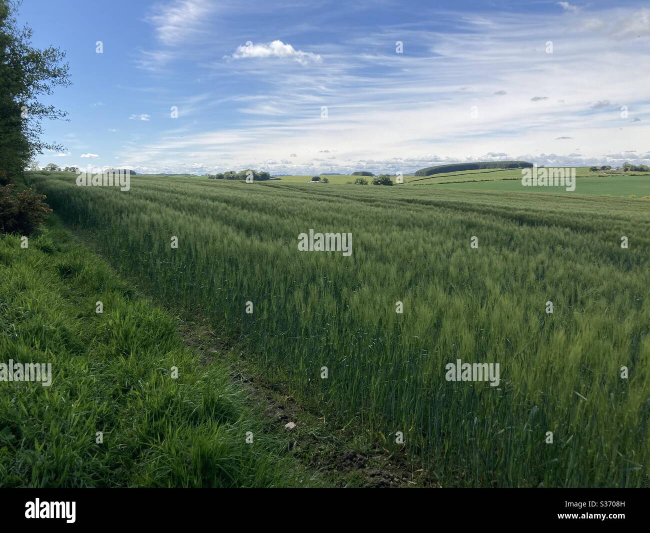 Crops in farmers fields hi-res stock photography and images - Alamy
