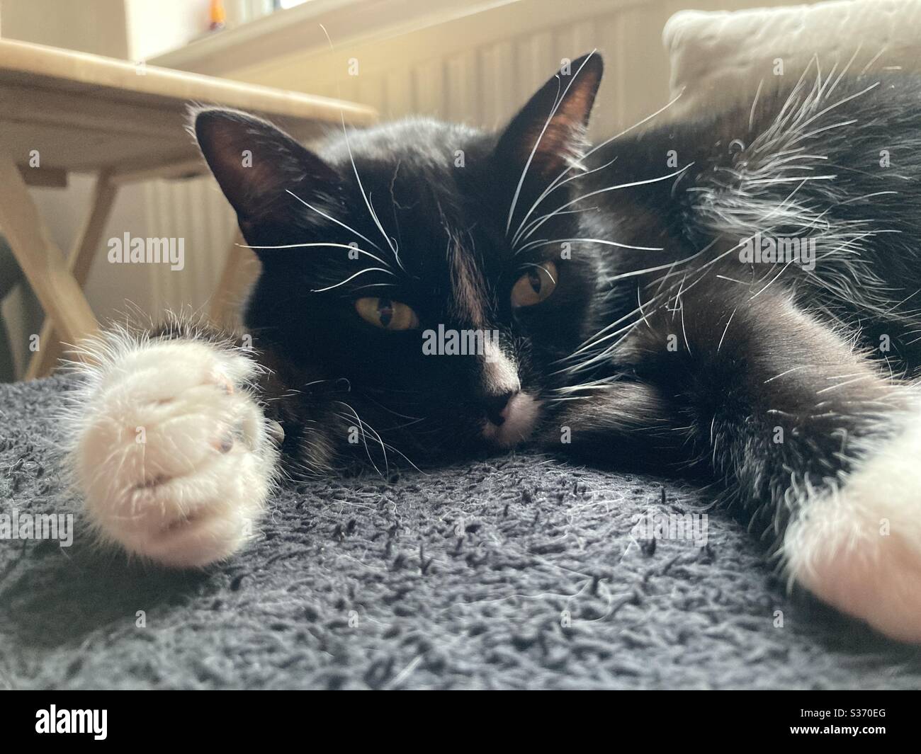Puss cat hi-res stock photography and images - Alamy