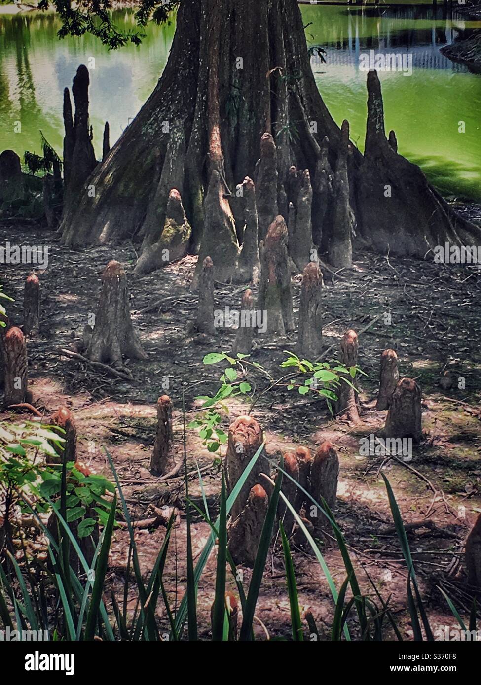 Cypress tree stumps hi-res stock photography and images - Alamy